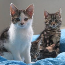 Gratis Kittens – Op zoek naar een kitten in de buurt?