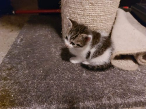 Lieve Kittens Zoeken Een Nieuwe Thuis